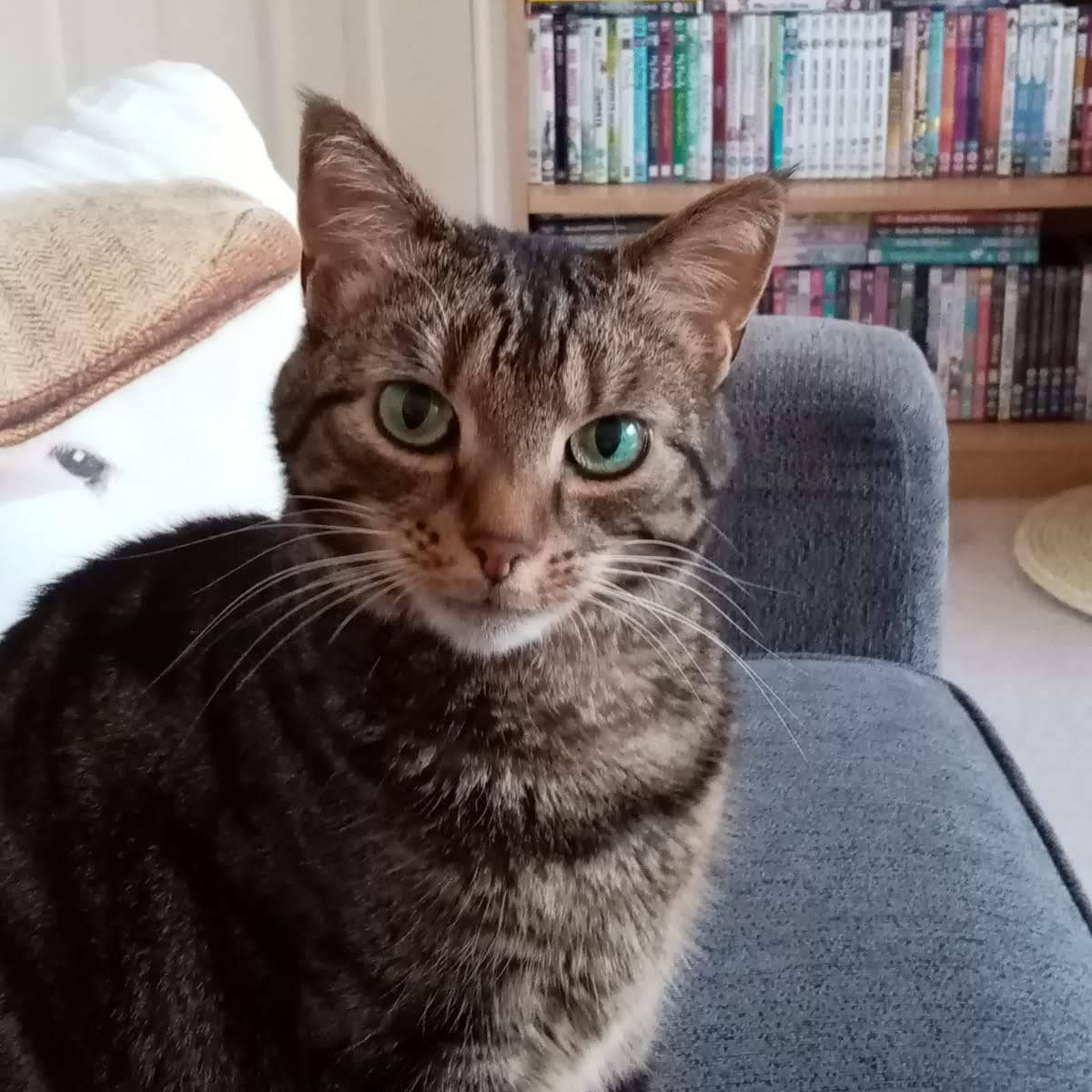 My Little Tiger: Meet Tilly – Sassy Cat Lady